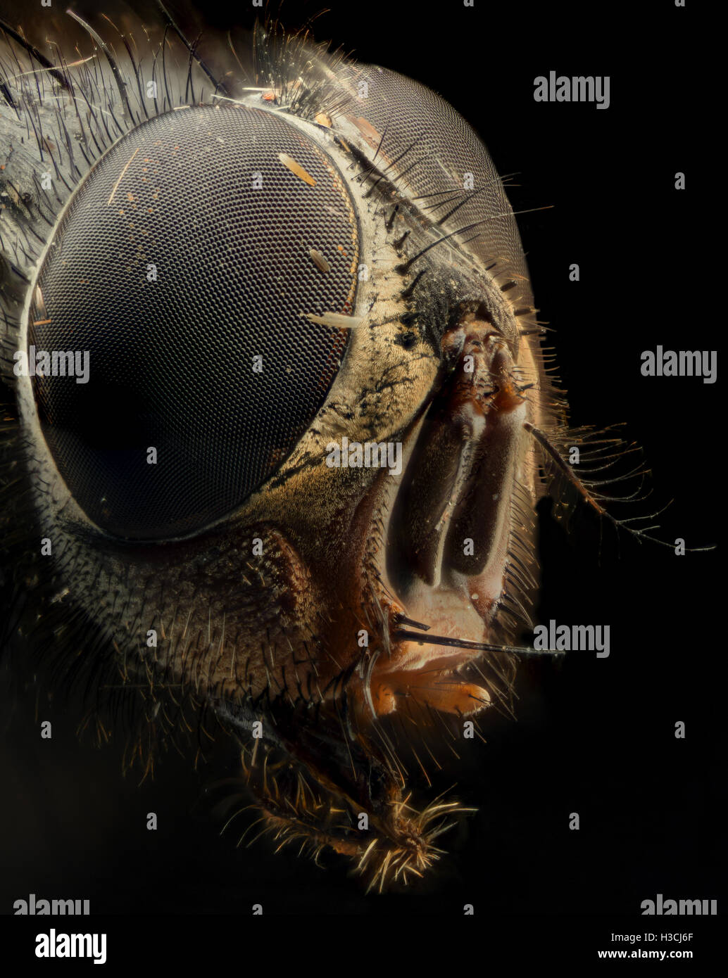 Extreme magnification - Fly head, side view Stock Photo - Alamy