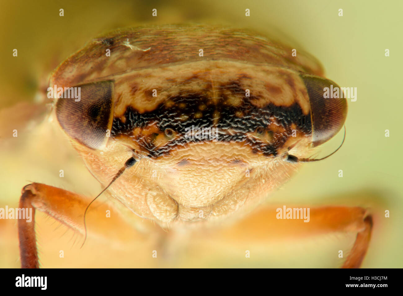Extreme magnification - Small bug Stock Photo - Alamy
