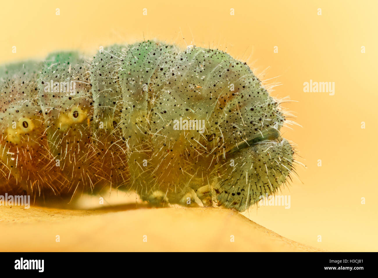 Green caterpillar closeup, high magnification Stock Photo - Alamy