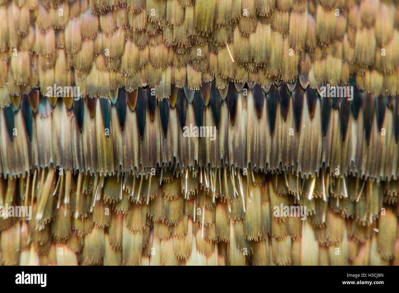 Extreme magnification - Moth and butterfly wing Stock Photo - Alamy