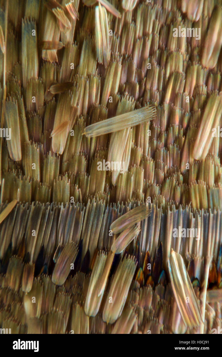 High scale magnification hi-res stock photography and images - Alamy