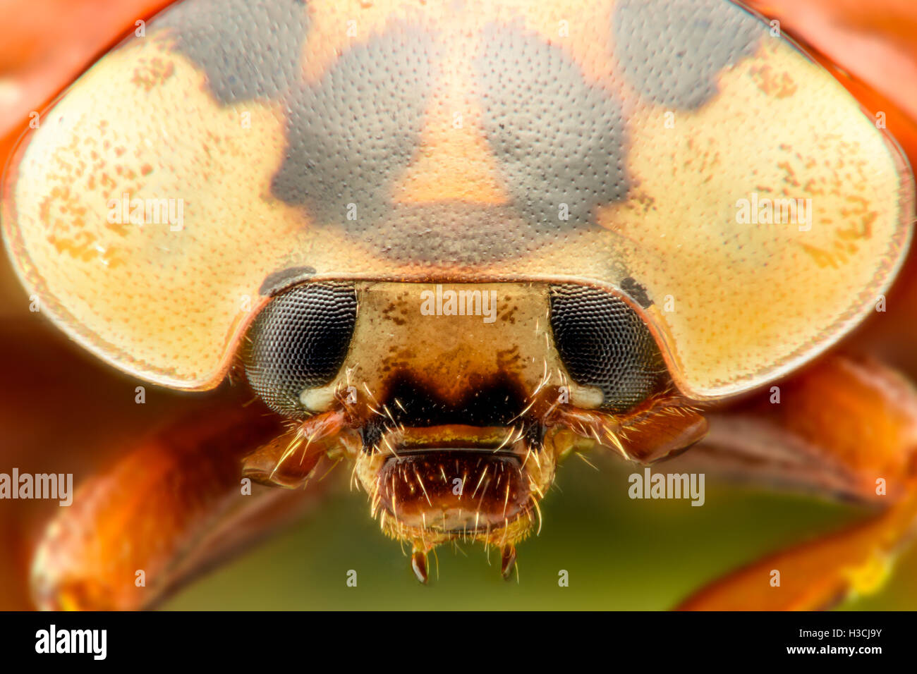 Extreme magnification - Ladybug Stock Photo - Alamy