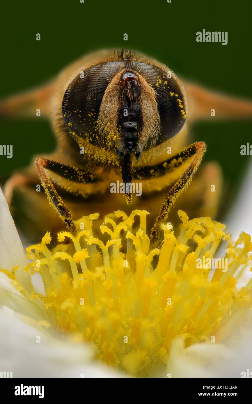 Extreme magnification - Bee pollinating, front view Stock Photo - Alamy