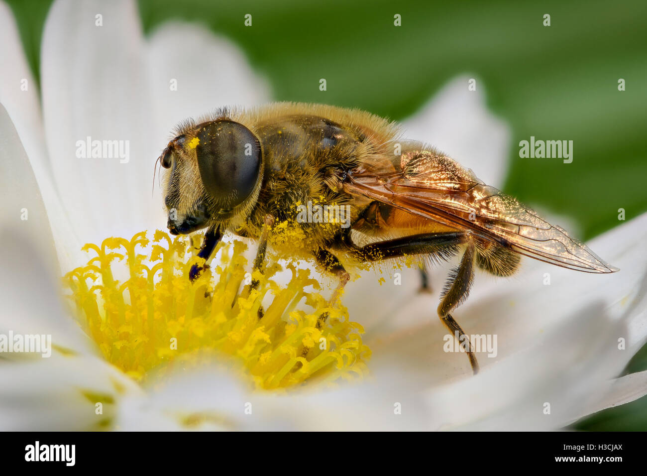 Honey Bee Side View High Resolution Stock Photography and Images - Alamy