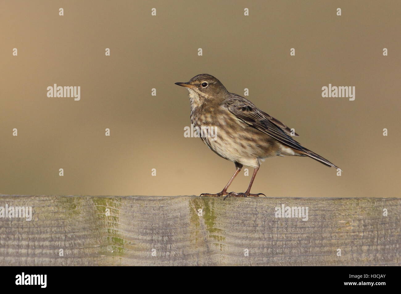 British rock pipit hi-res stock photography and images - Alamy