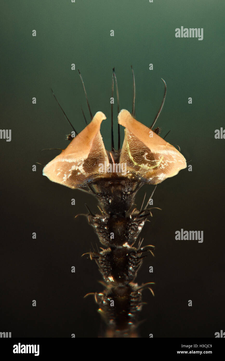 Leg fly foot hi-res stock photography and images - Alamy