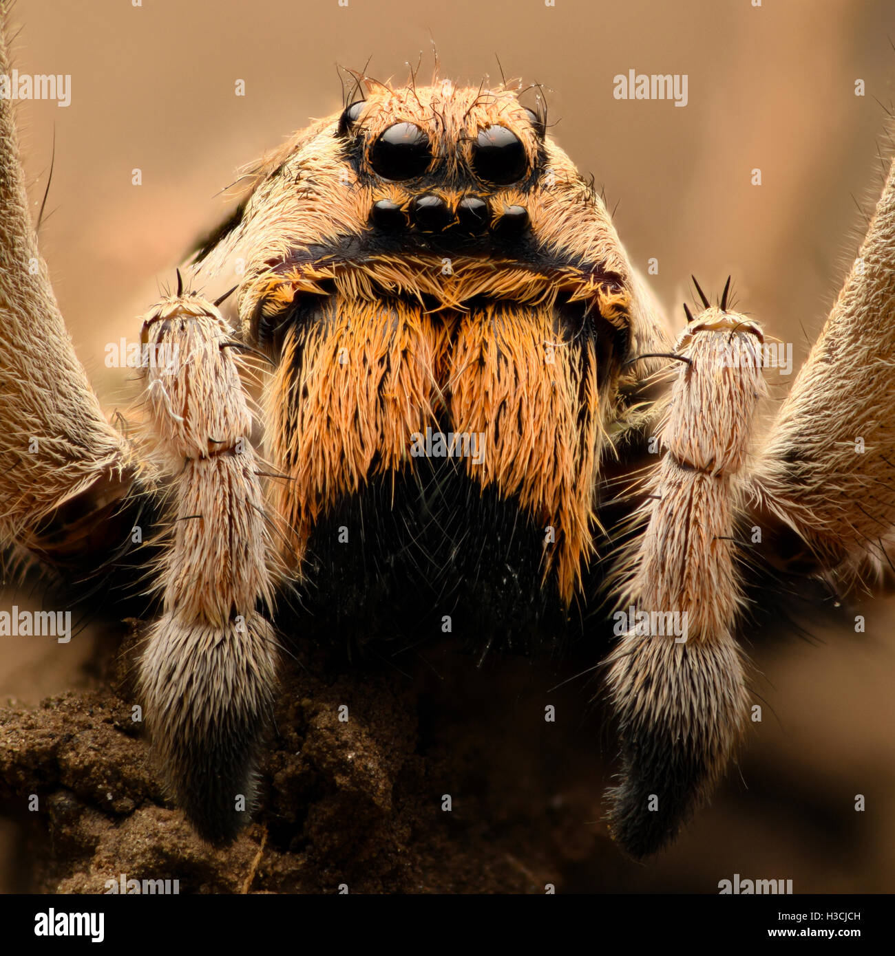 Extreme magnification - Wolf Spider front view Stock Photo - Alamy
