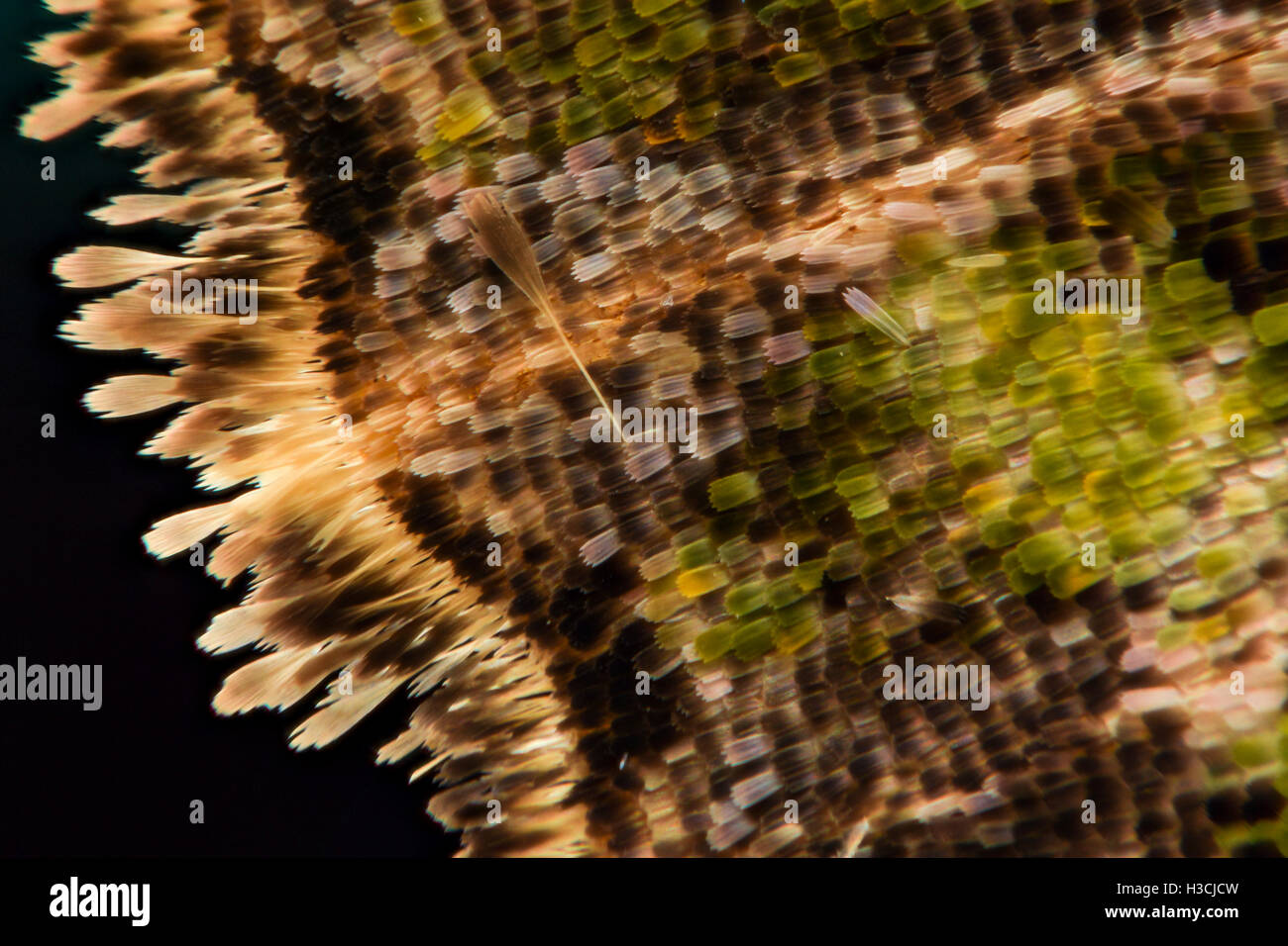 Extreme magnification - Moth wing scales Stock Photo - Alamy