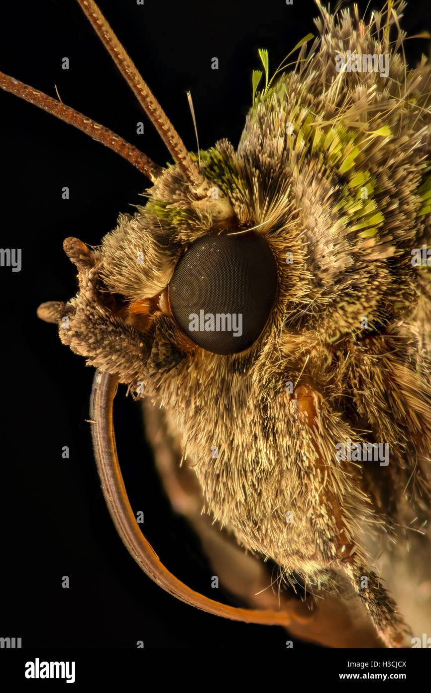 Extreme magnification - Moth head - side view Stock Photo - Alamy