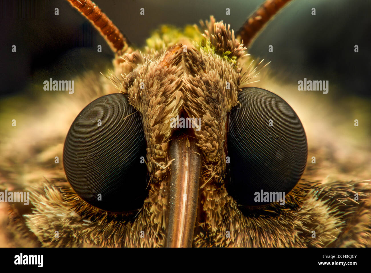 Extreme magnification - Moth head - front view Stock Photo - Alamy