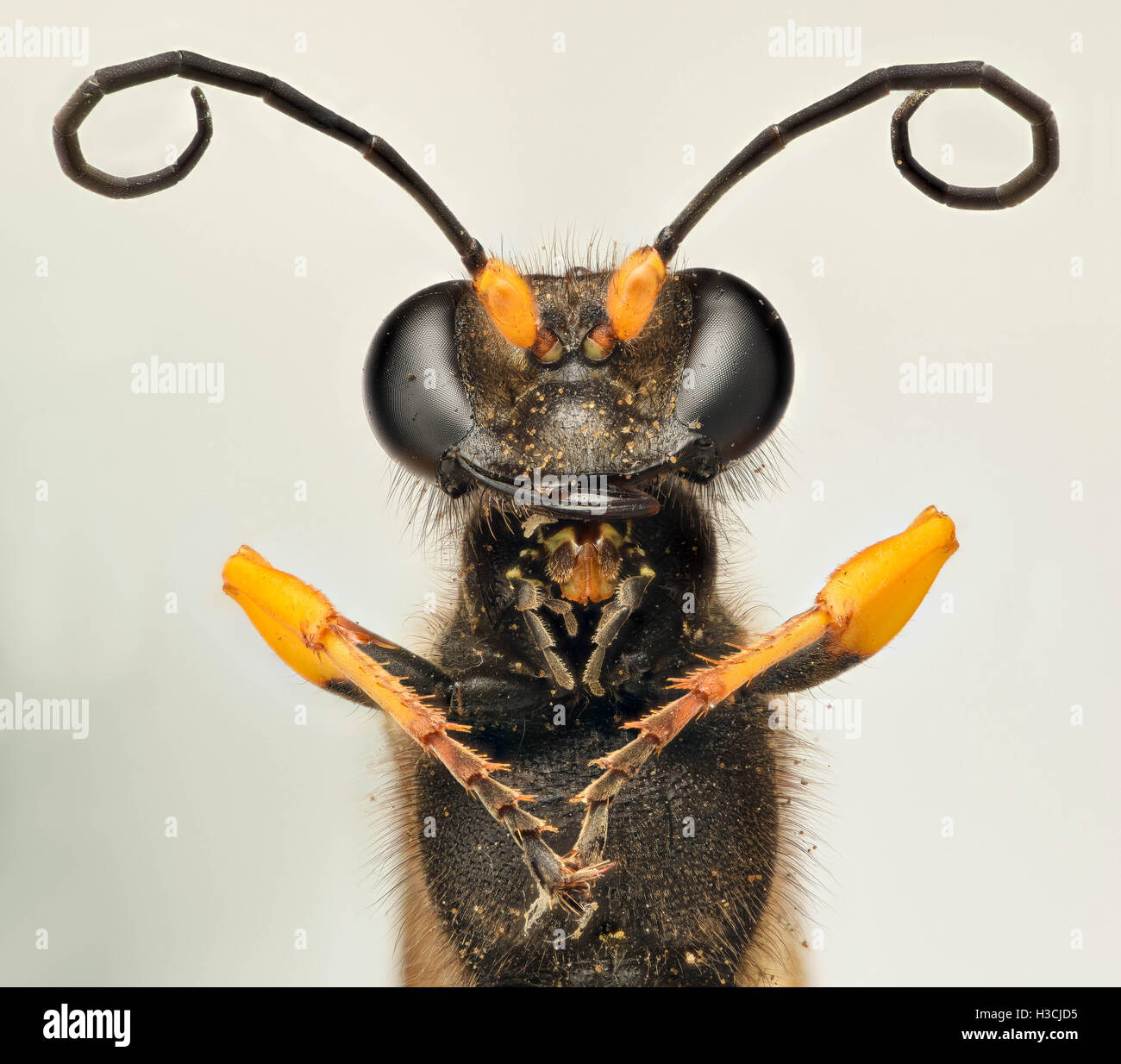 Aggressive Wasp High Resolution Stock Photography and Images - Alamy