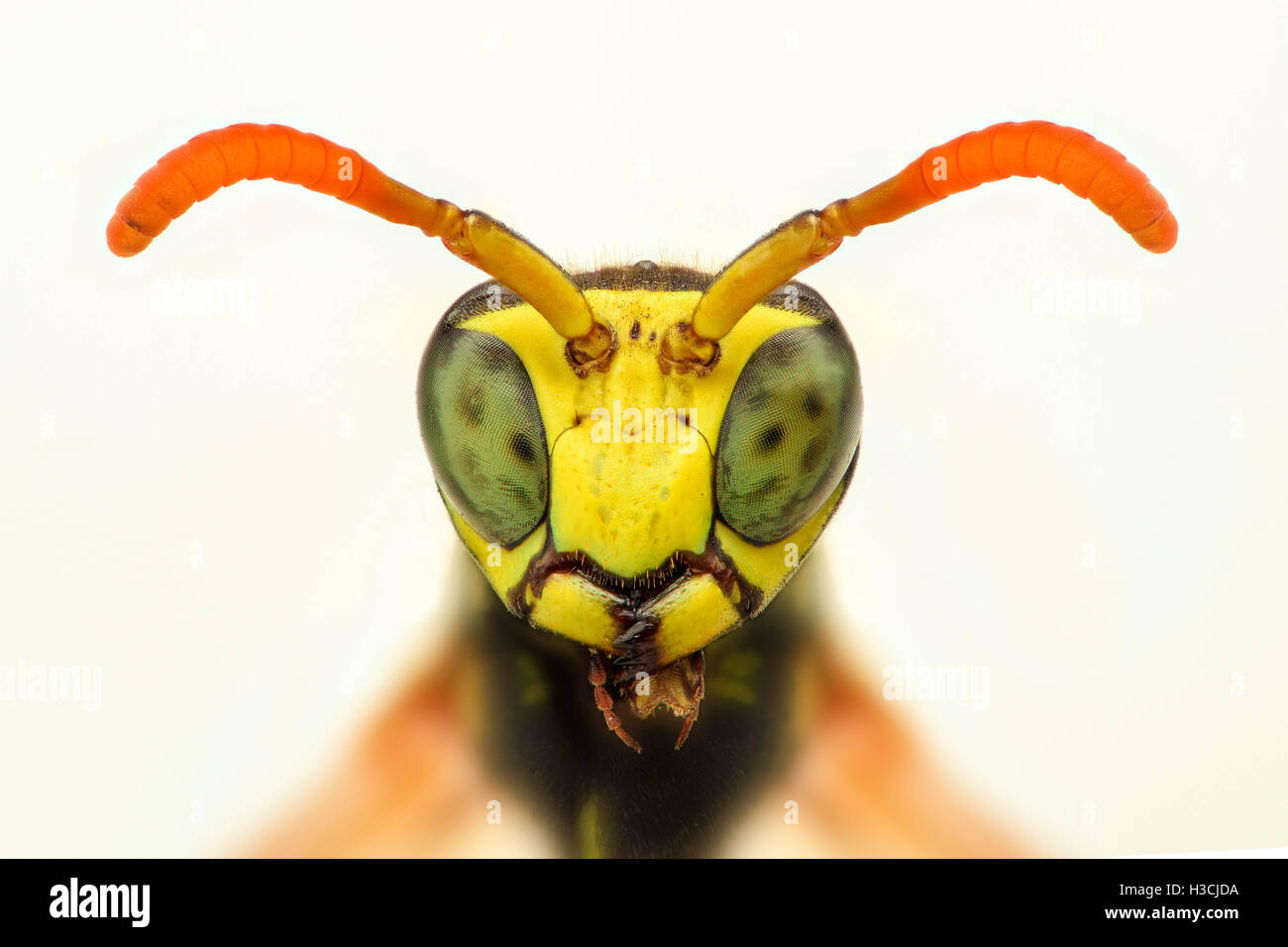 Extreme magnification - Wasp, front view Stock Photo - Alamy