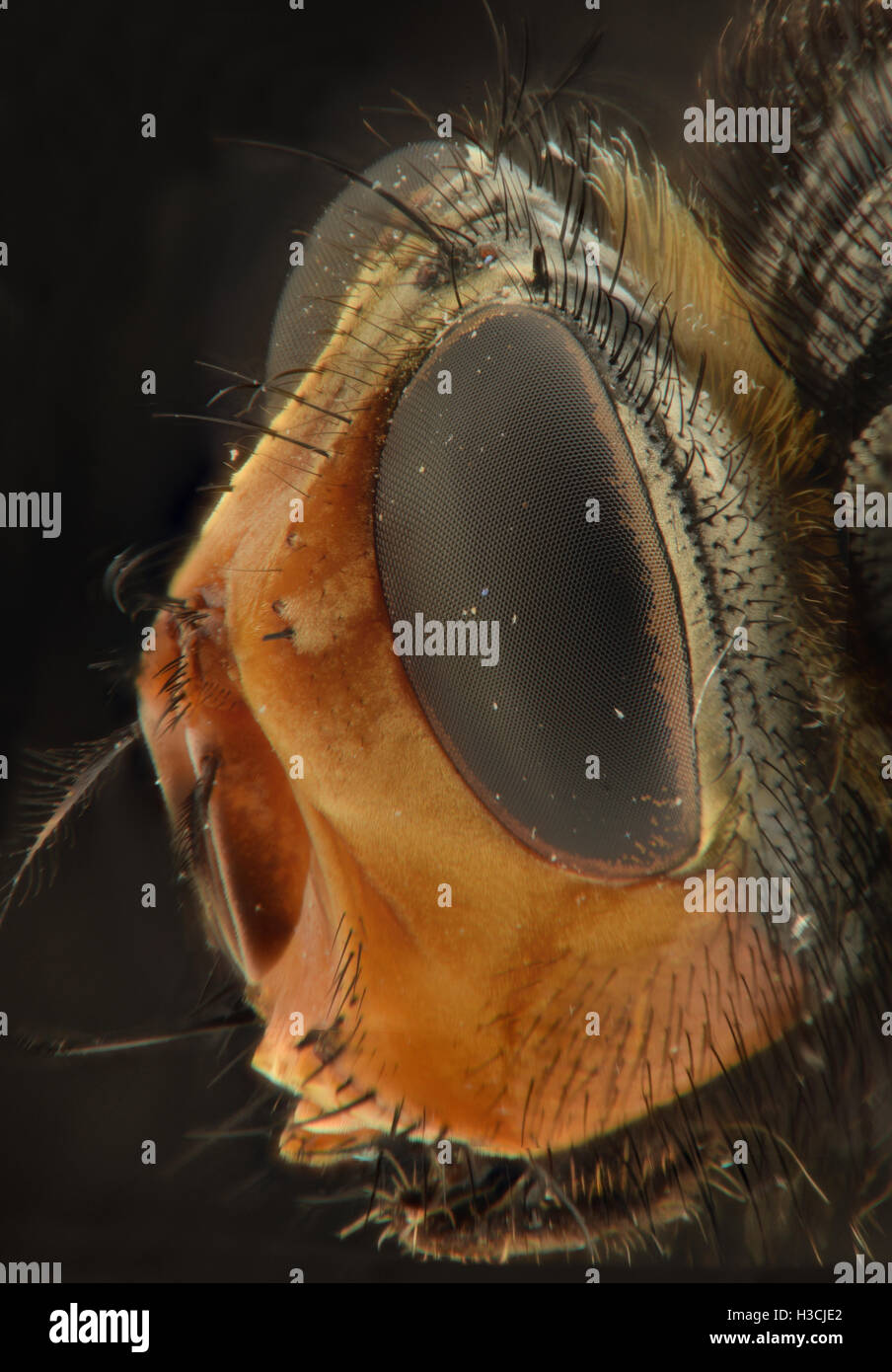 Compound microscope side view hi-res stock photography and images - Alamy