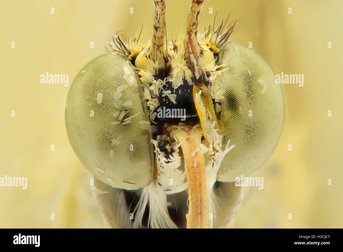 Extreme magnification - Butterfly head Stock Photo - Alamy