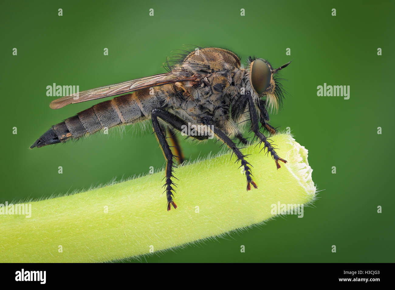 Extreme magnification - Robber fly, side view Stock Photo - Alamy