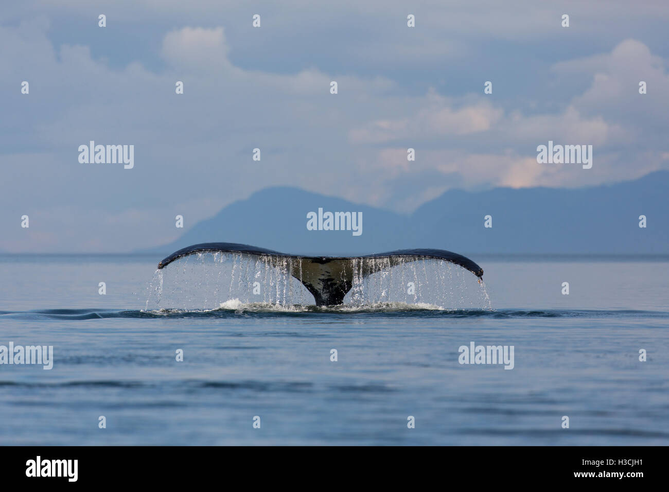 Humpback whale tail whale whales hi-res stock photography and images ...