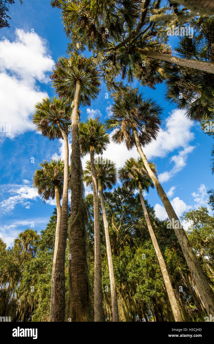Tropics park hi-res stock photography and images - Alamy