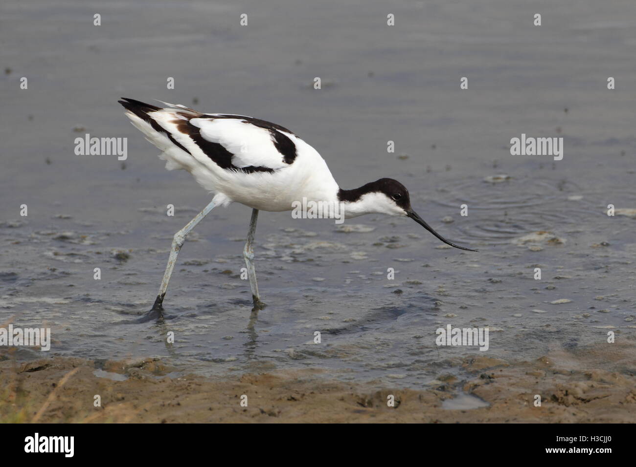 Pied avocet rspb hi-res stock photography and images - Alamy