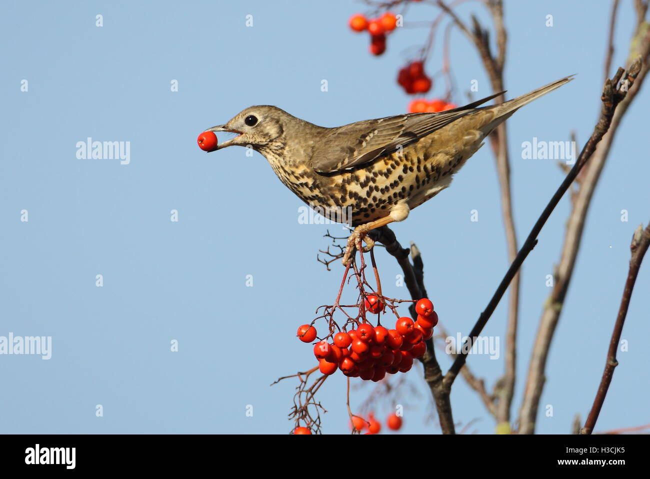 Mistle thrush hi-res stock photography and images - Alamy