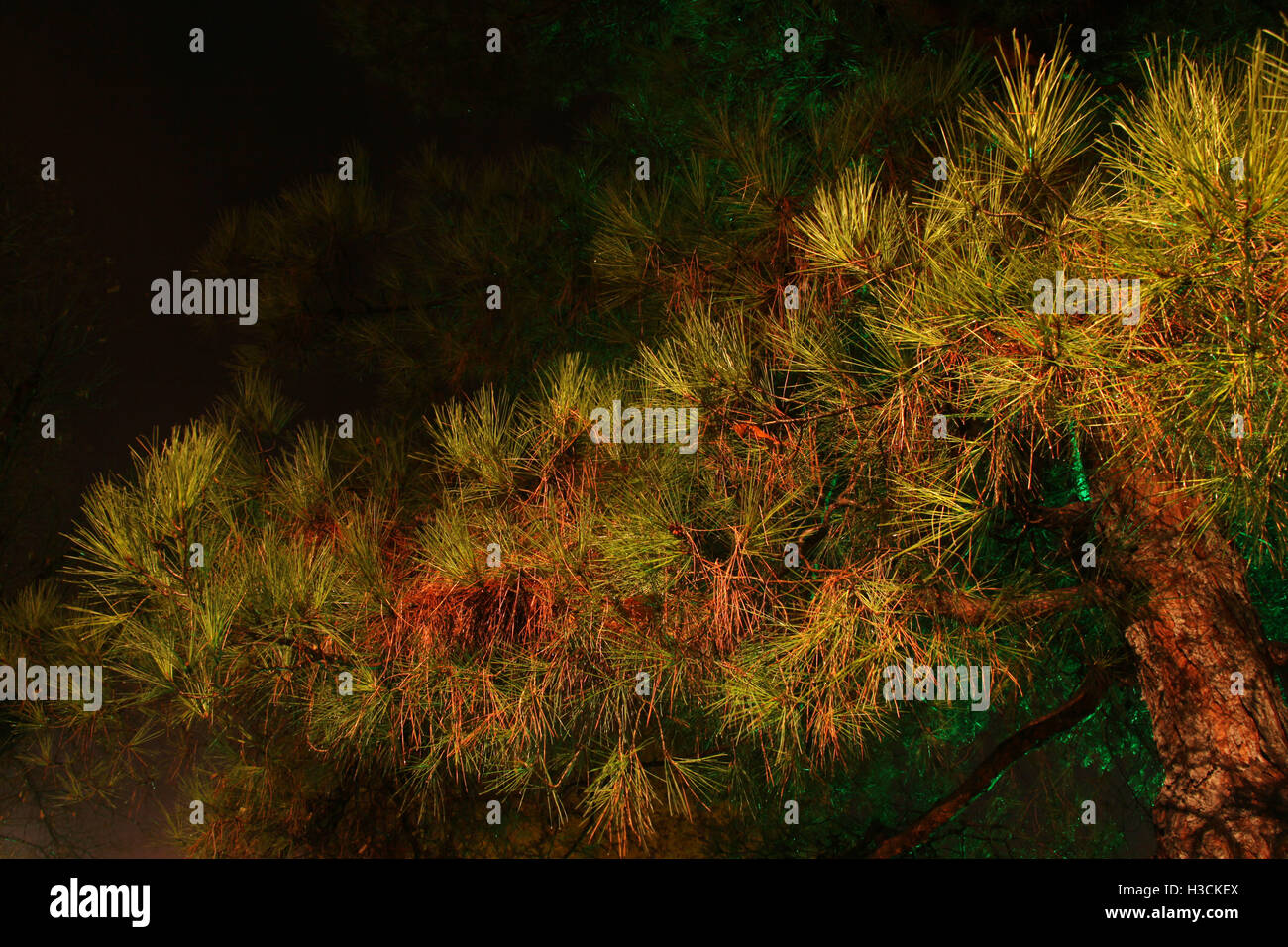 Man made pine branch hi-res stock photography and images - Alamy