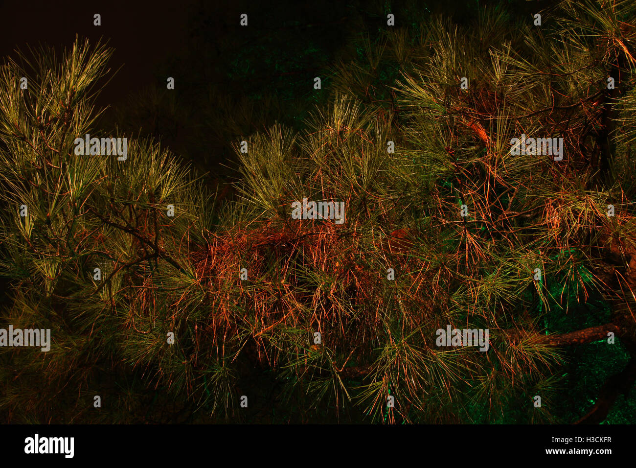 Man made pine branch hi-res stock photography and images - Alamy