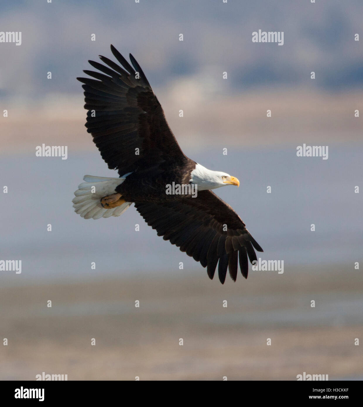 Adult bald eagle in hi-res stock photography and images - Alamy