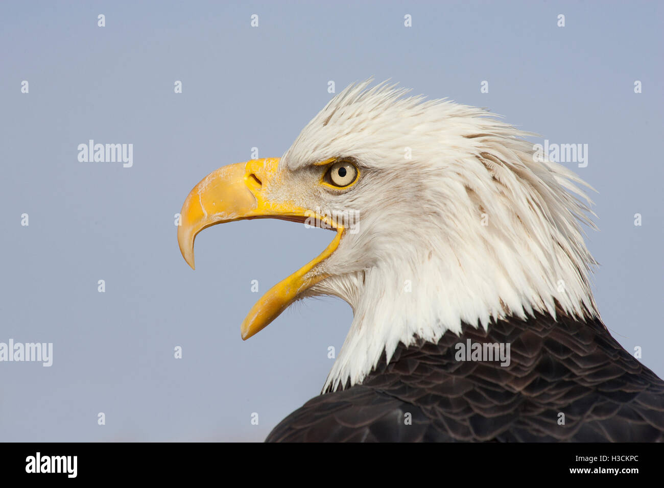 Bald eagle screaming hi-res stock photography and images - Alamy