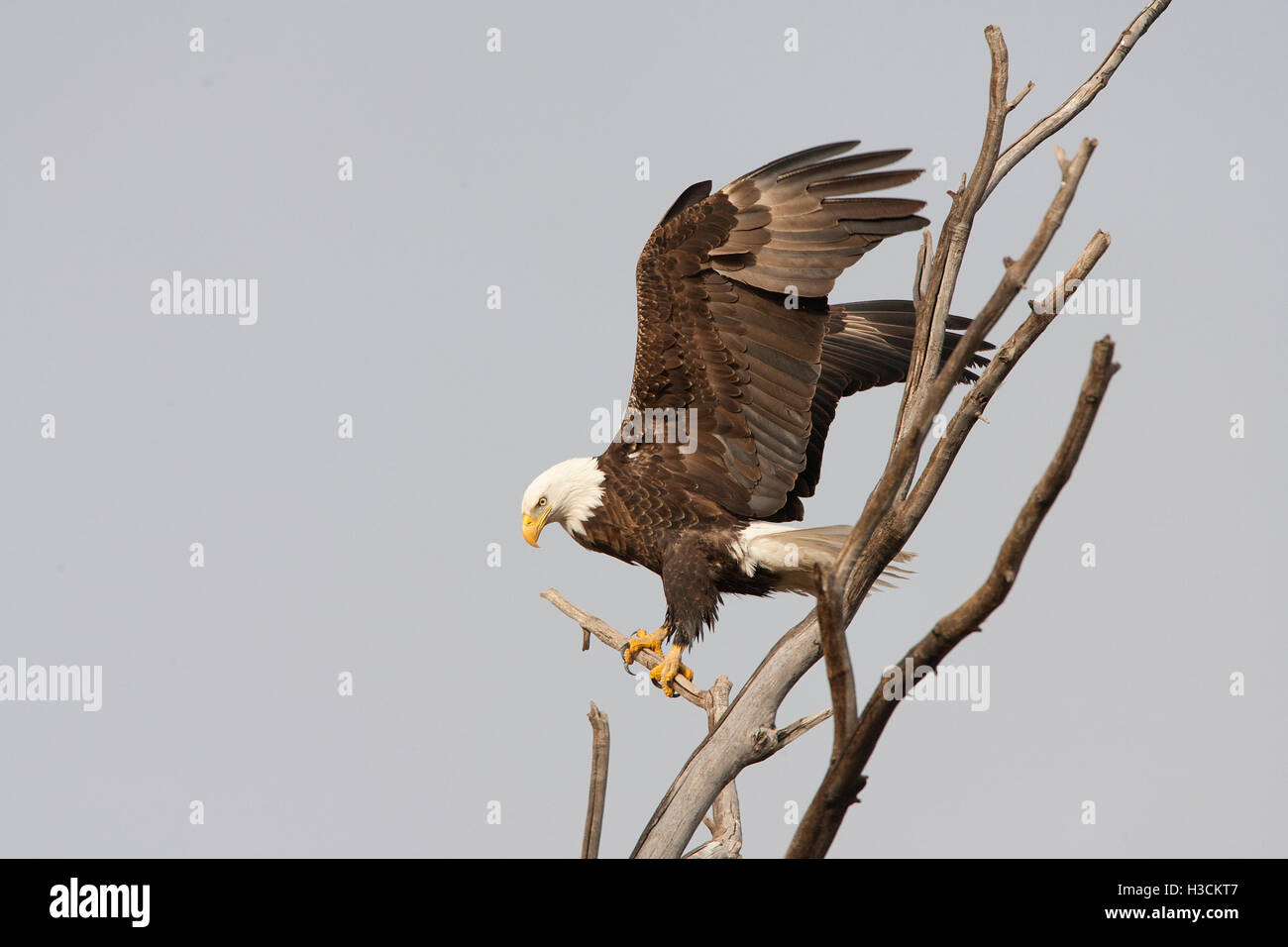 Eagle wings extended hi-res stock photography and images - Alamy