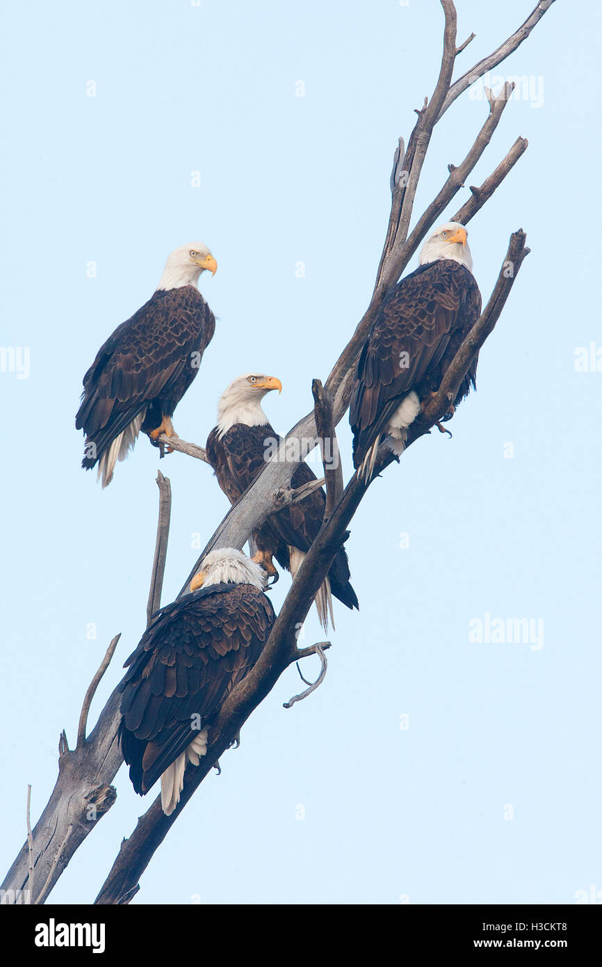 The four eagles hi-res stock photography and images - Alamy