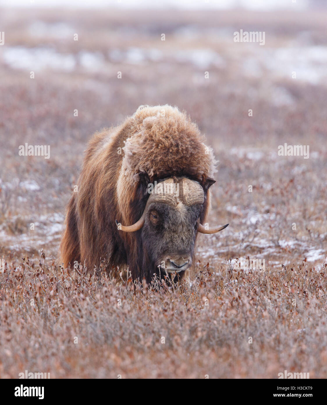 Animal musk hi-res stock photography and images - Alamy