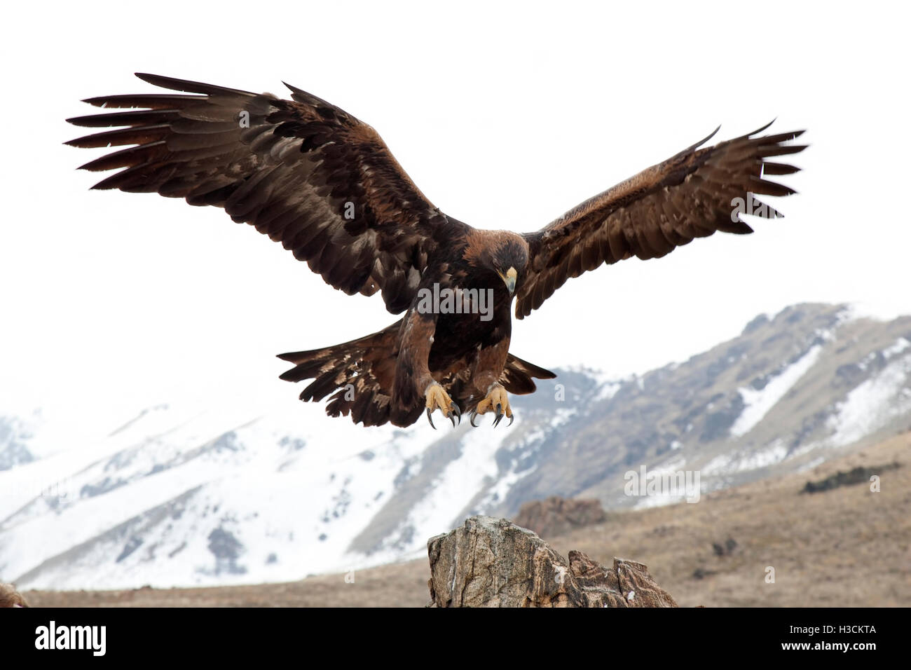 Golden eagle landing hi-res stock photography and images - Alamy