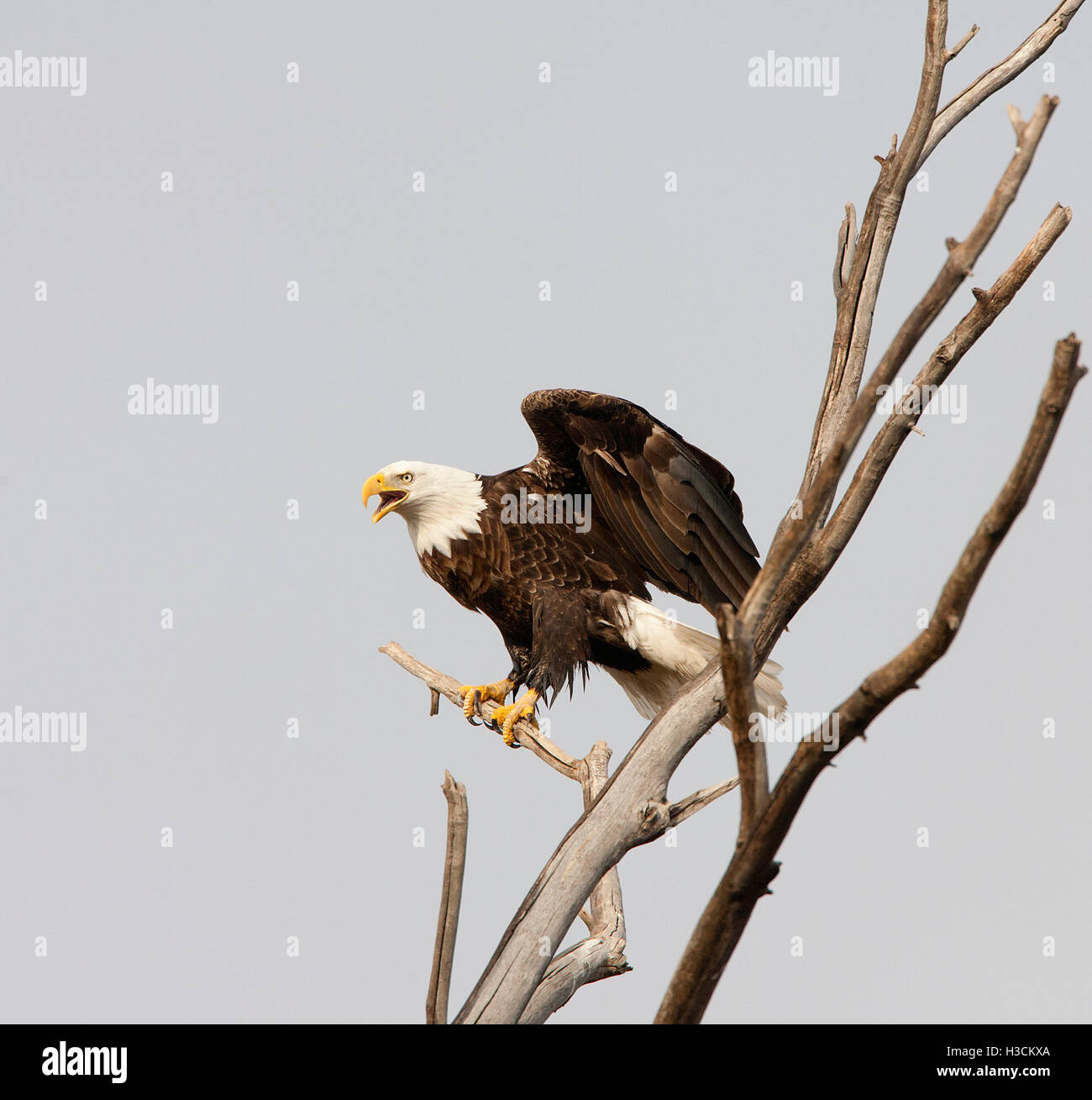 Bald eagle screaming hi-res stock photography and images - Alamy