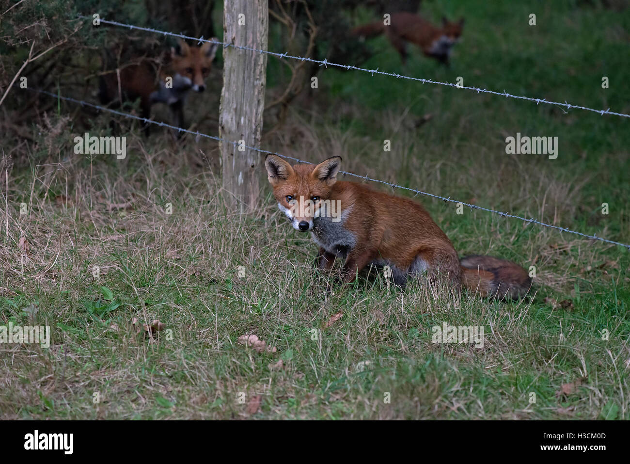 Fox uk countryside hi-res stock photography and images - Alamy