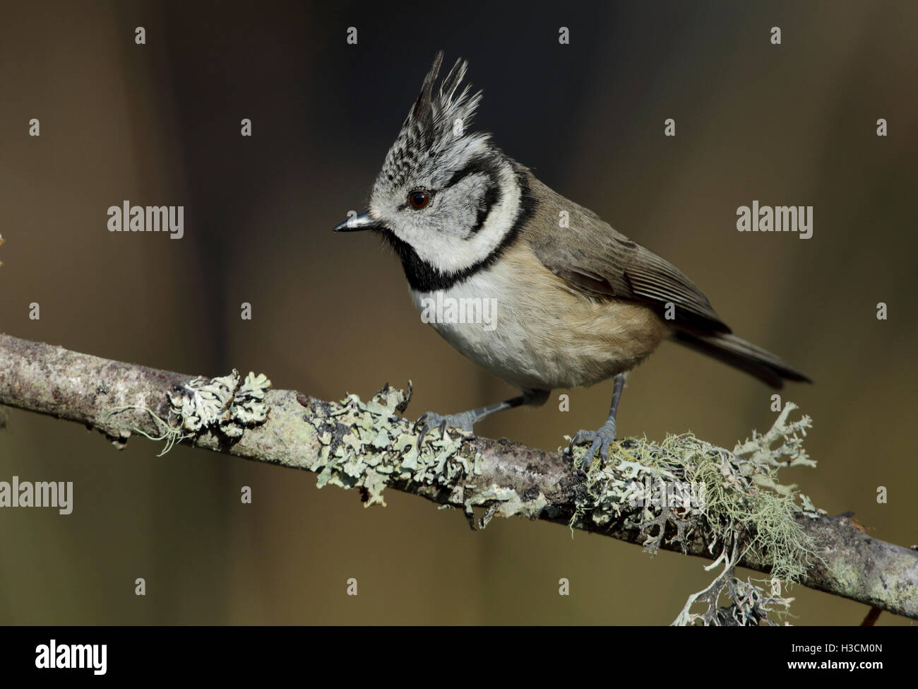 Crested Tit Lophophanes cristatus perched on a Lichen covered branch ...
