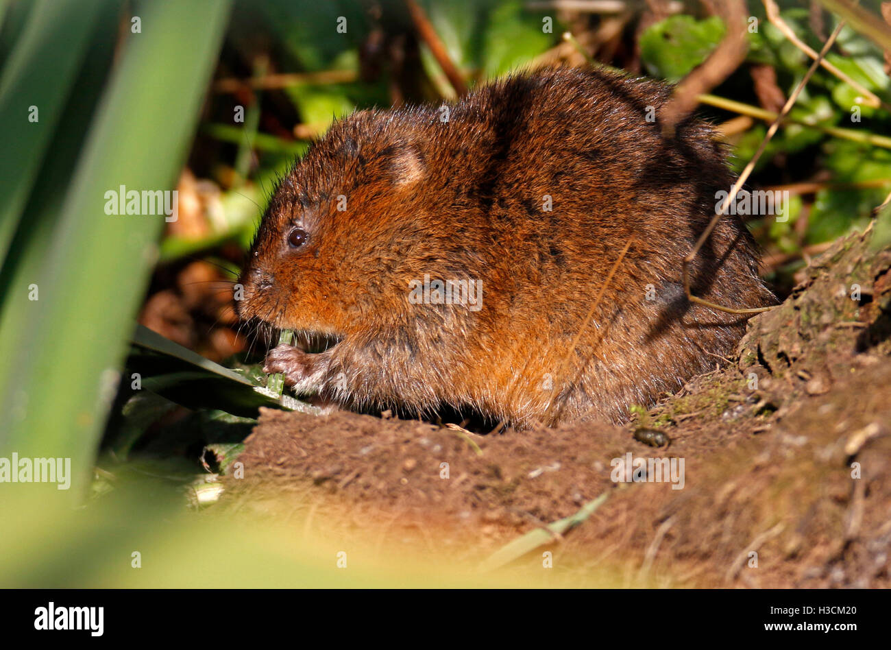 Water Vole,(Arvicola amphibius Stock Photo - Alamy