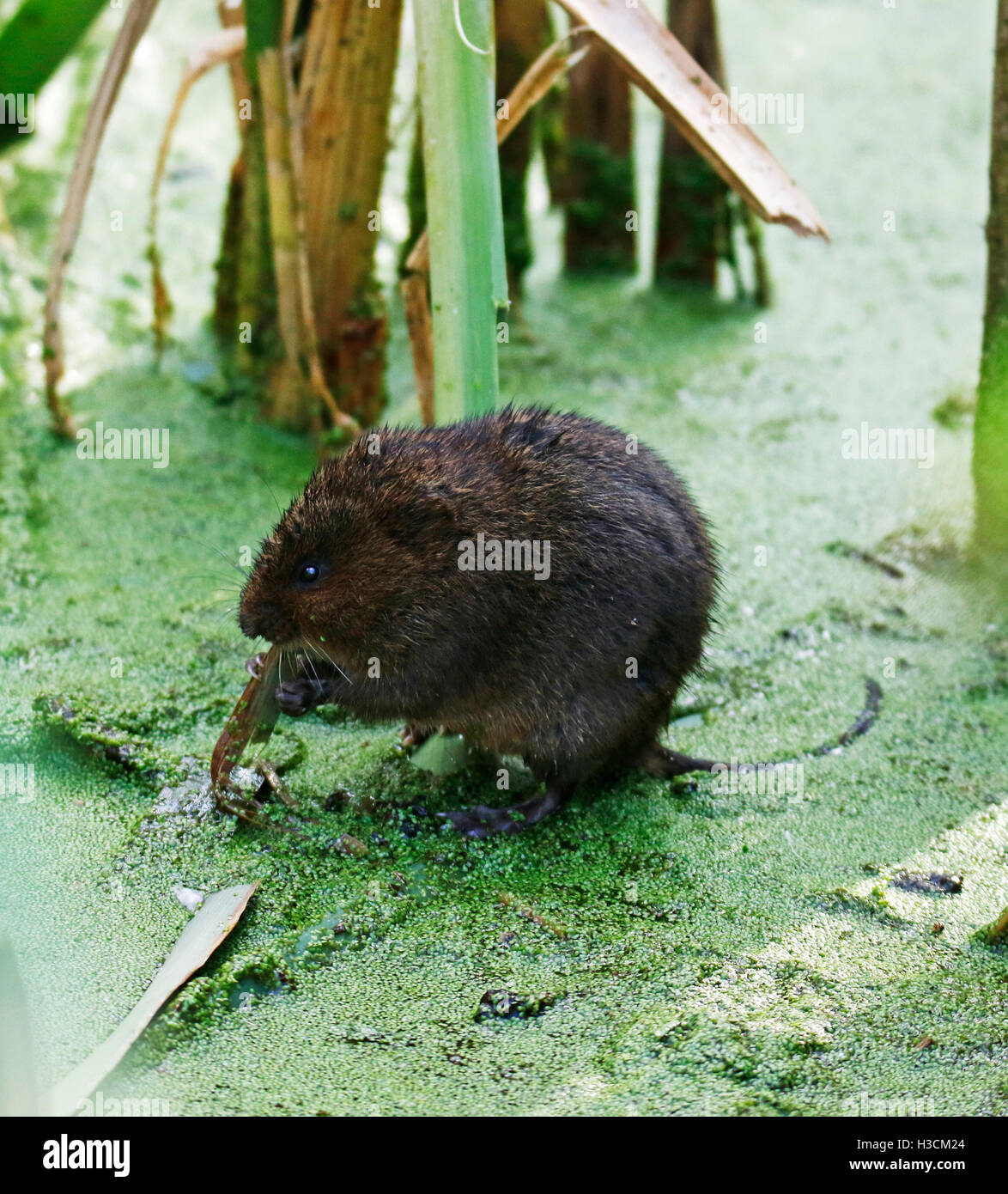 Water Vole,(Arvicola amphibius)eating reed Stock Photo - Alamy
