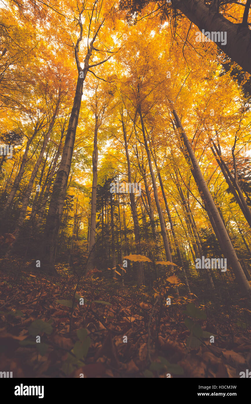 colorful tree branches in sunny forest, autumn natural background Stock ...