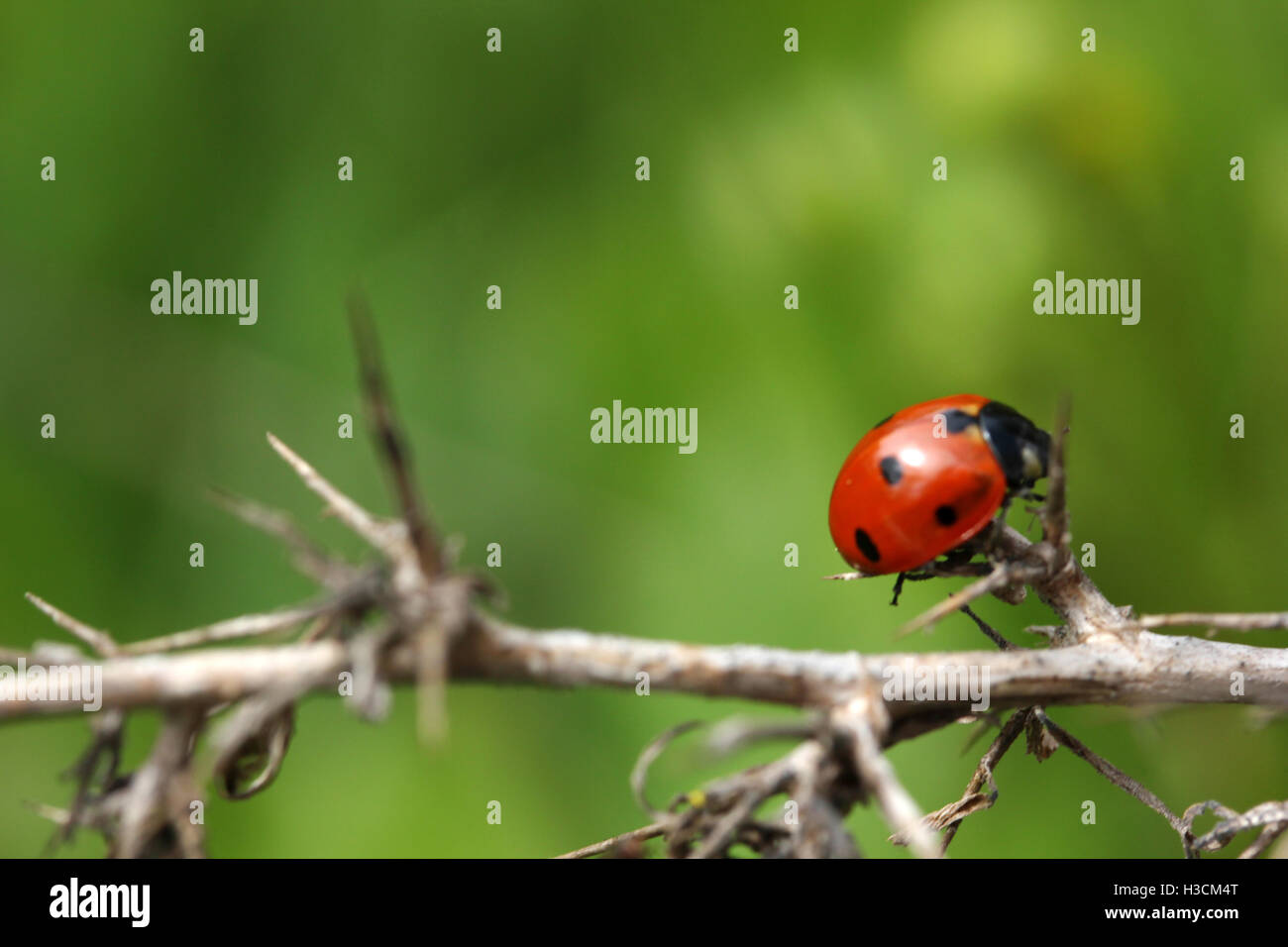 Entomologist ladybug hi-res stock photography and images - Alamy