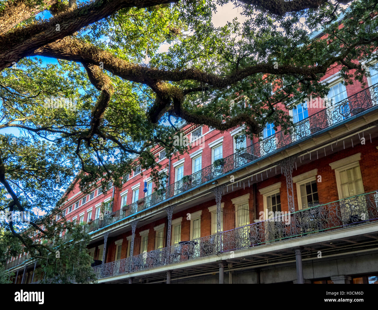 Tree and Building by Jackson Square in the French Quarter New Orleans ...