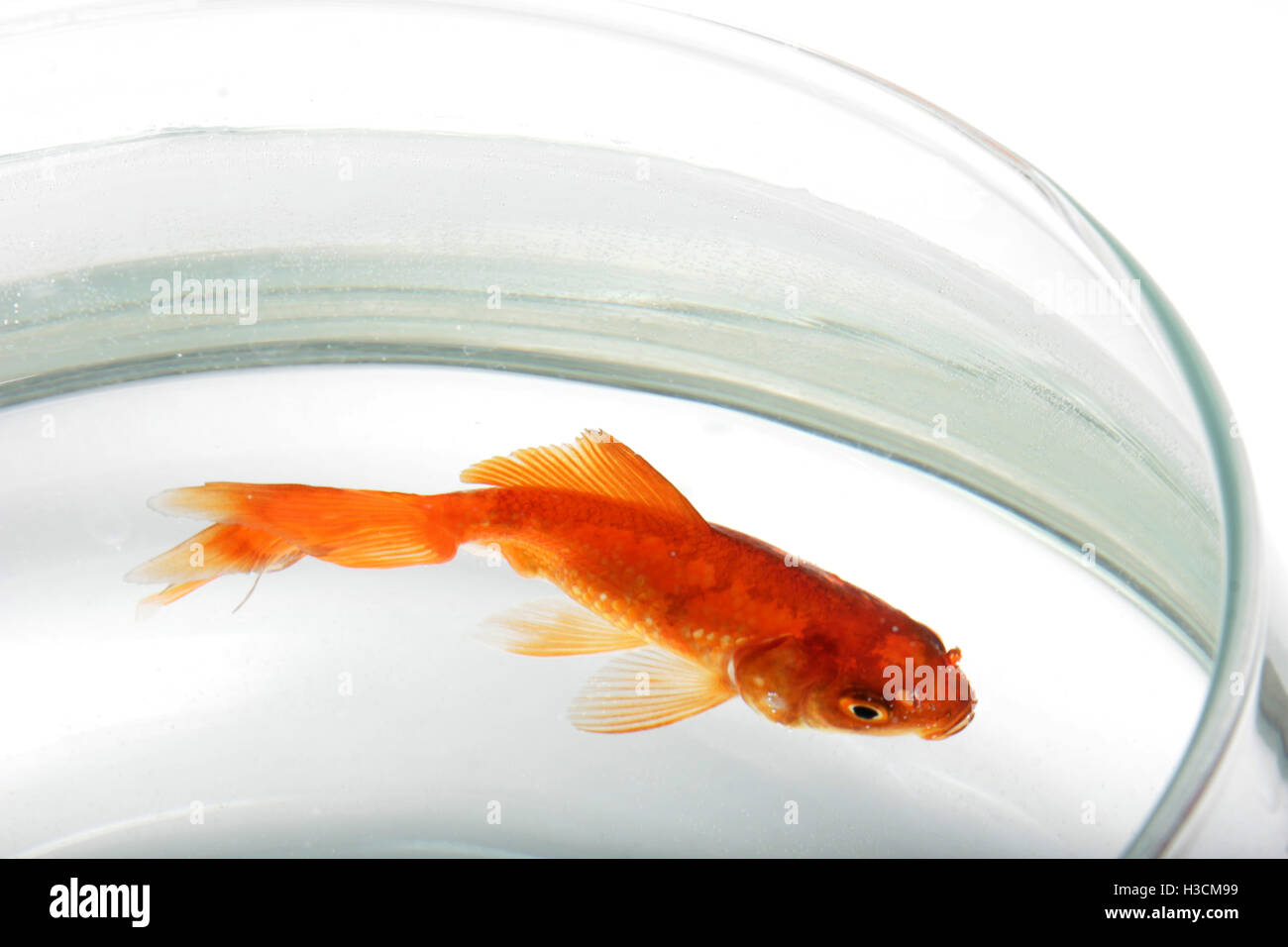 Goldfish in aquarium Stock Photo - Alamy