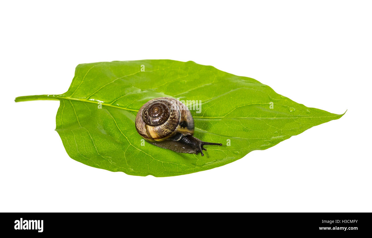 Snail shell on leaf Cut Out Stock Images & Pictures - Alamy