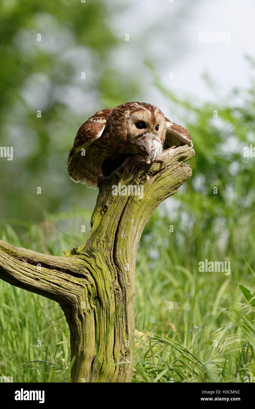Rat owl hi-res stock photography and images - Alamy