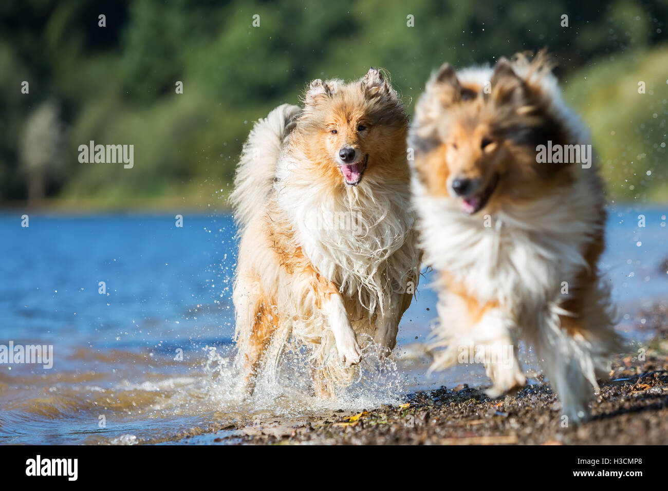 collie dogs runs at the border of a lake Stock Photo - Alamy