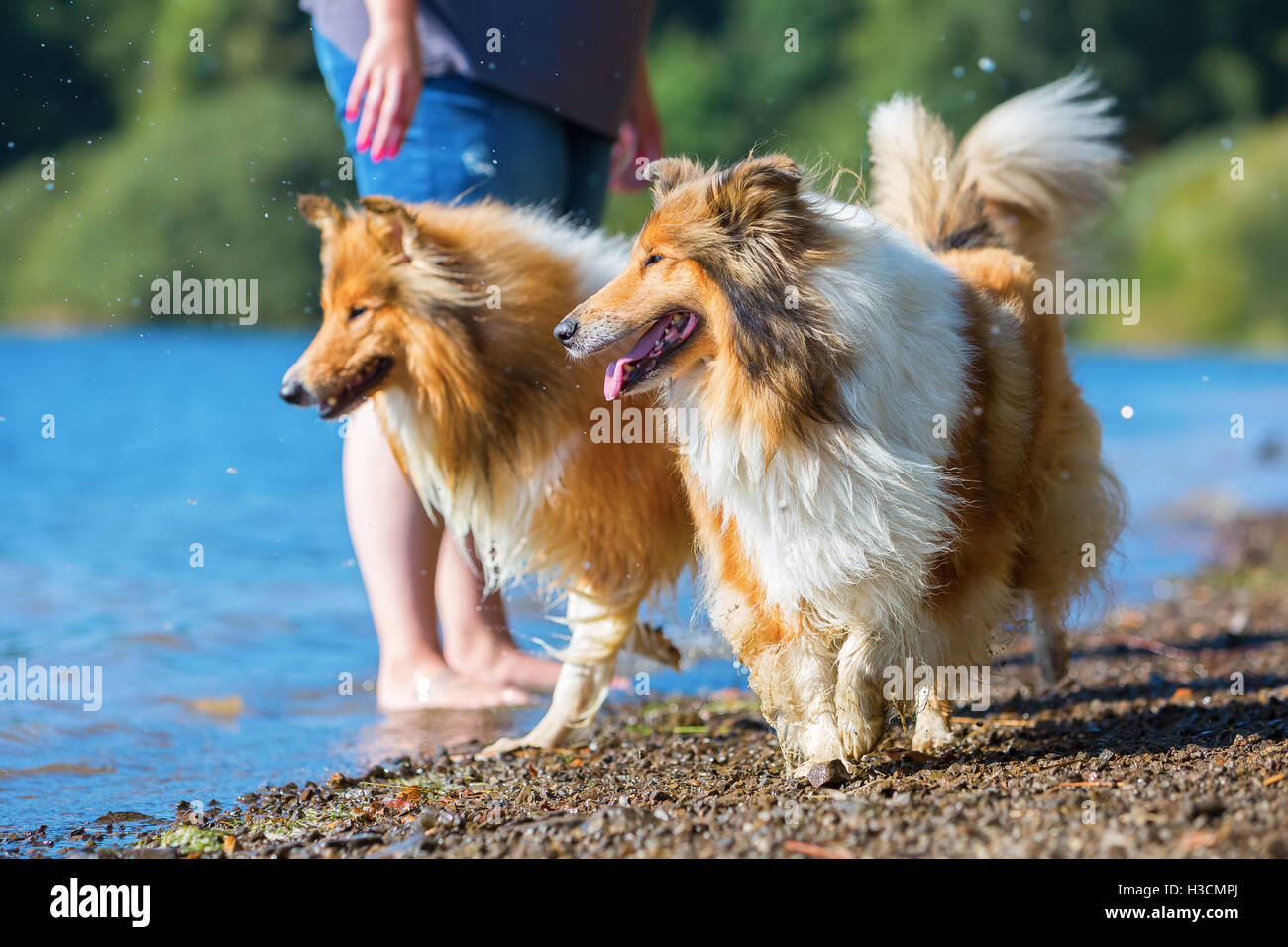 collie dogs at the border of a lake Stock Photo - Alamy