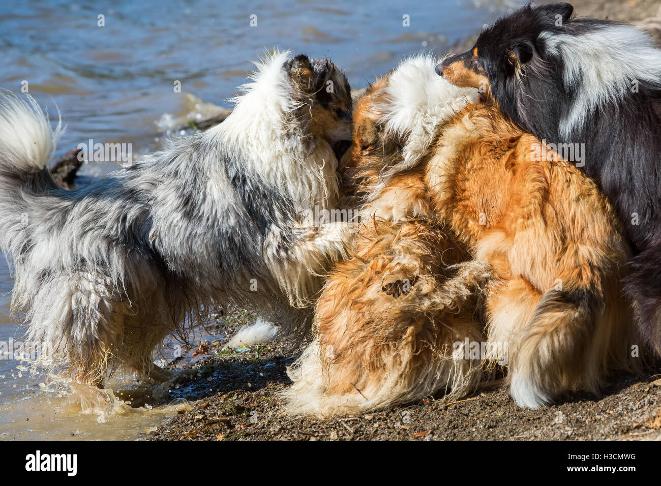 group of collie dogs fighting at the border of a lake Stock Photo - Alamy