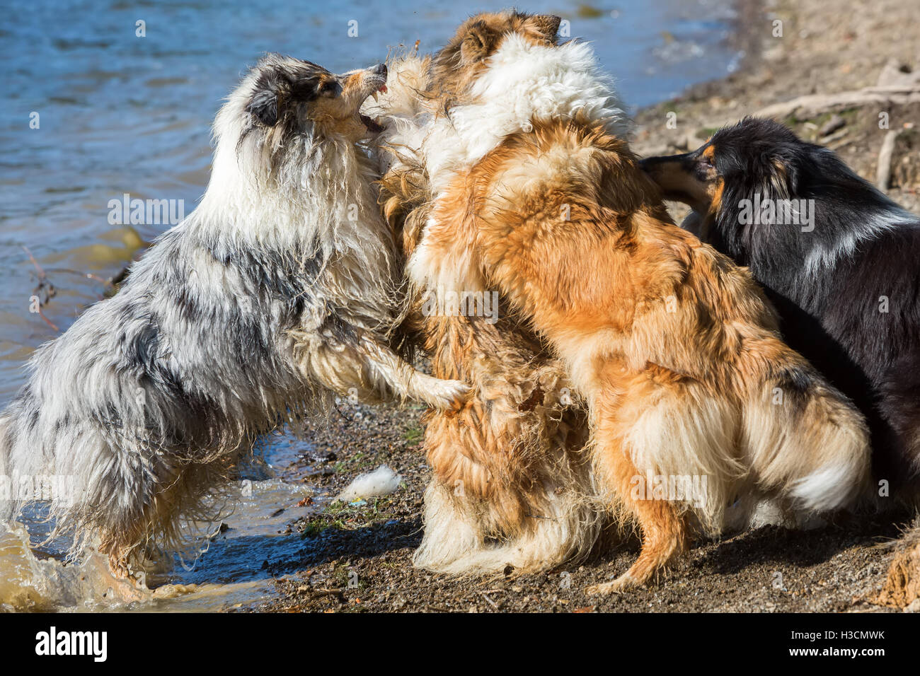 group of collie dogs fighting at the border of a lake Stock Photo - Alamy