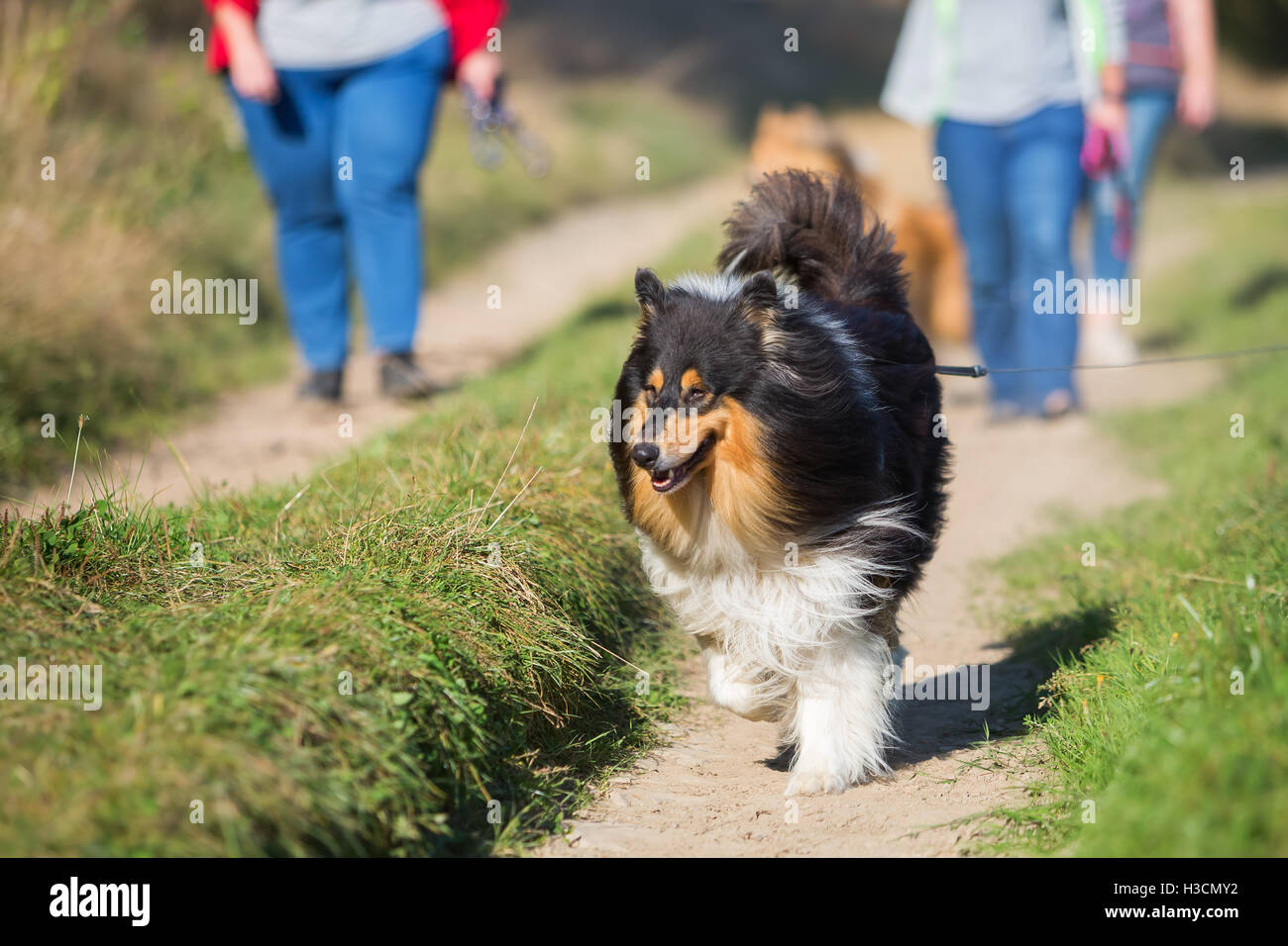 people walking with collie dogs in the country Stock Photo - Alamy