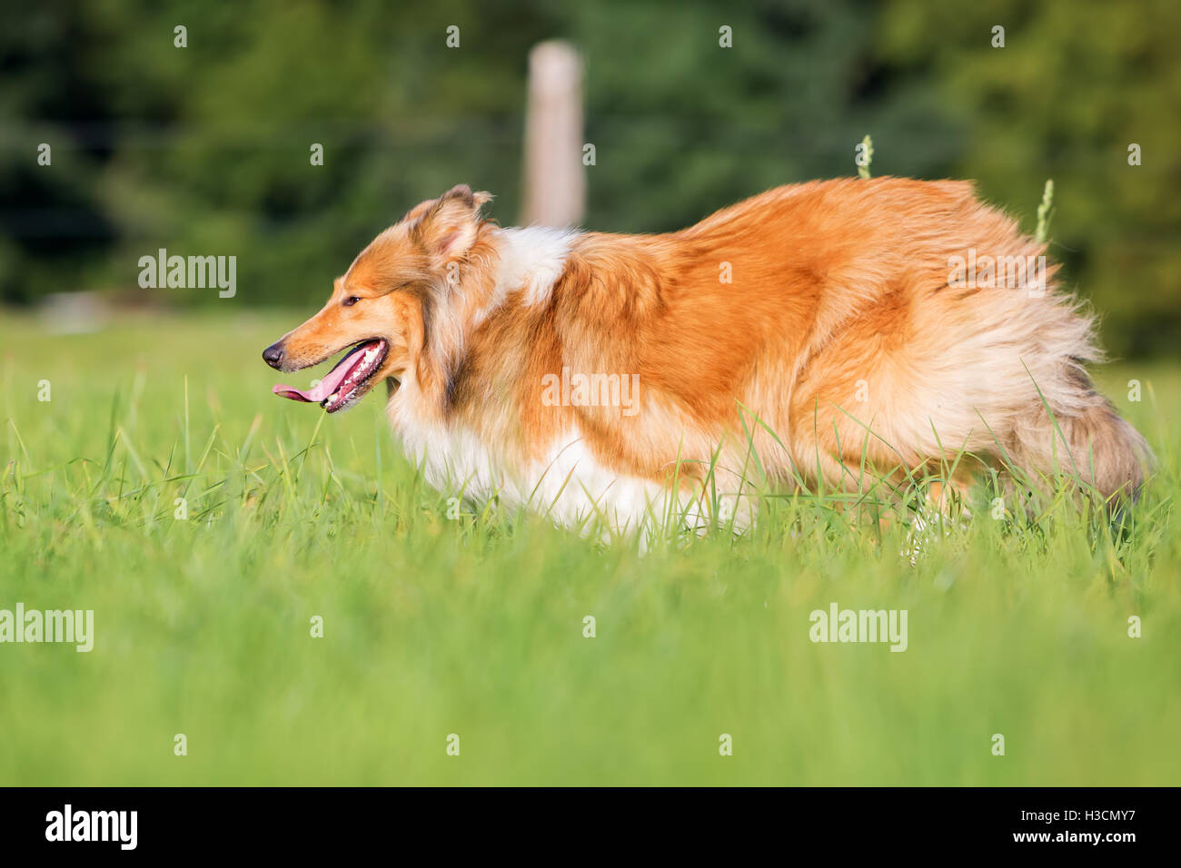 picture of a collie dog running on the meadow Stock Photo - Alamy