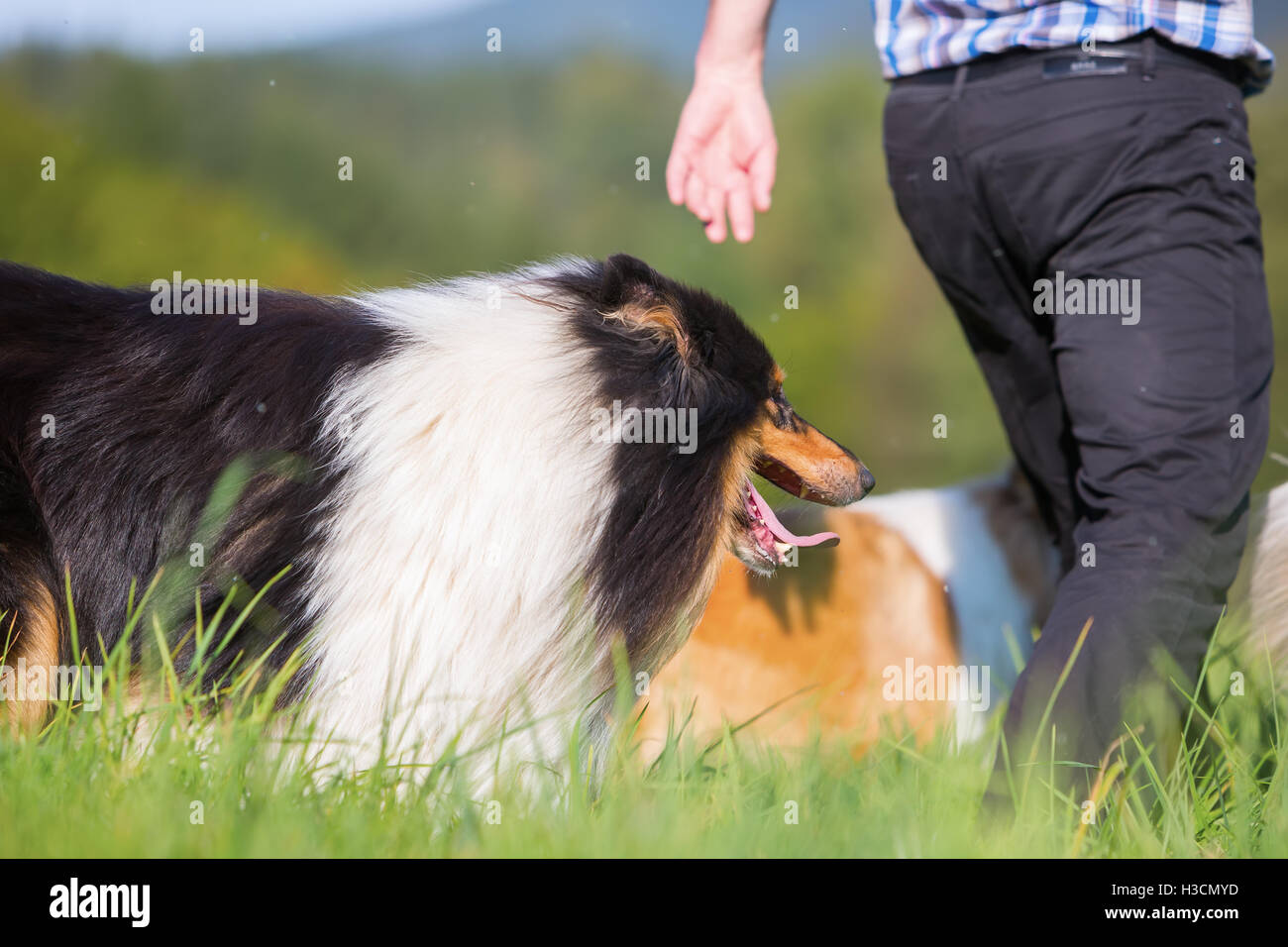 Collie dog man hi-res stock photography and images - Alamy