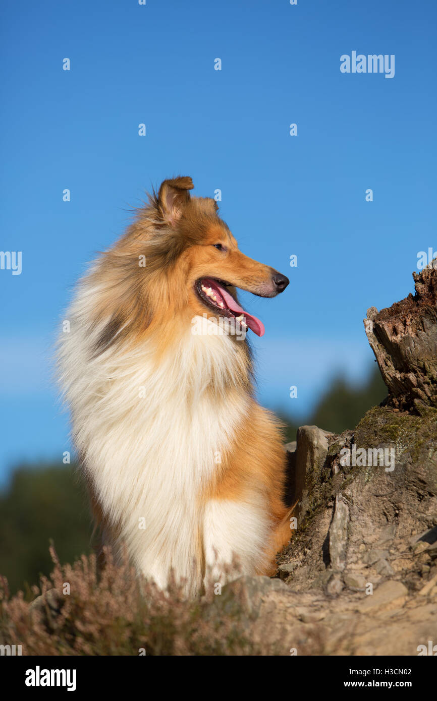 portrait of a collie dog sitting beside a tree stub Stock Photo - Alamy